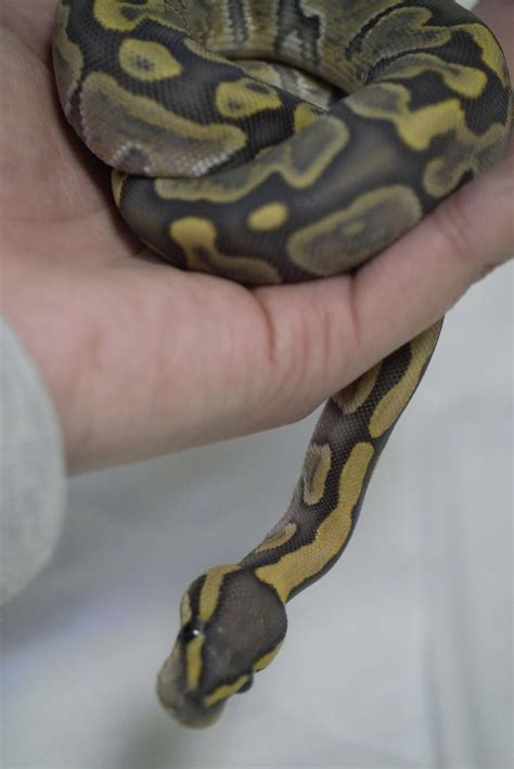 Ball Python Morphs Confuse Me But She Is A Ghi Ghost More Importantly