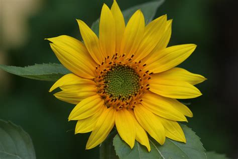 무료 이미지 자연 꽃잎 식물학 노랑 플로라 해바라기 노란 꽃 야생화 닫다 매크로 사진 꽃 피는 식물