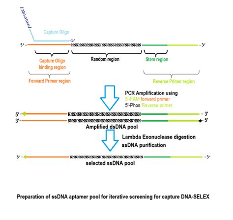 Dna Aptamer Library Kit For Efficient Aptamer Development