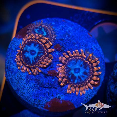 Large Polyp Zoanthid Java Chaos 1
