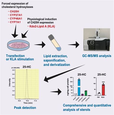 Cholesterol Research Biochemistry Gcmsms Lifesciences Bio Protocol Bioprotocol