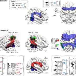 Relating Changes In Connectivity And The L2 Proficiency From Three 276 Download Scientific