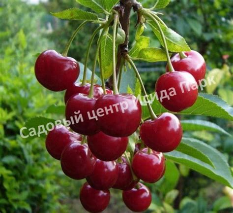 Саженцы ﻿вишни купить в Москве и Подмосковье по цене от 500 рублей﻿