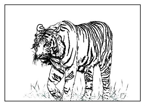 Разукрашки Тигр Для Детей 4 5 Лет 69 фото