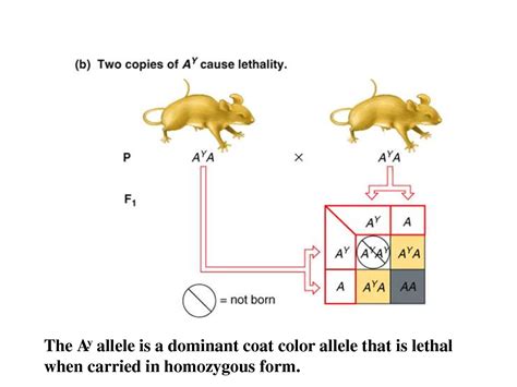Solution Lethal Genes Studypool