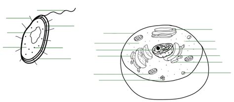 Ap Bio Review Diagram Quizlet