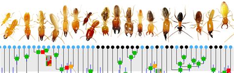 Research Insect Symbiosis Lab