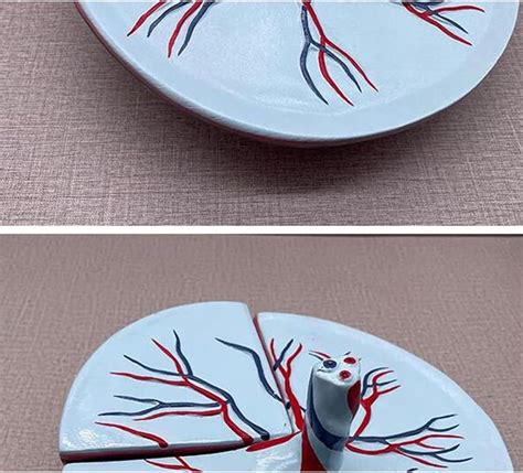 Biology Teaching Model Umbilical Cord Placenta Model Philippines Ubuy