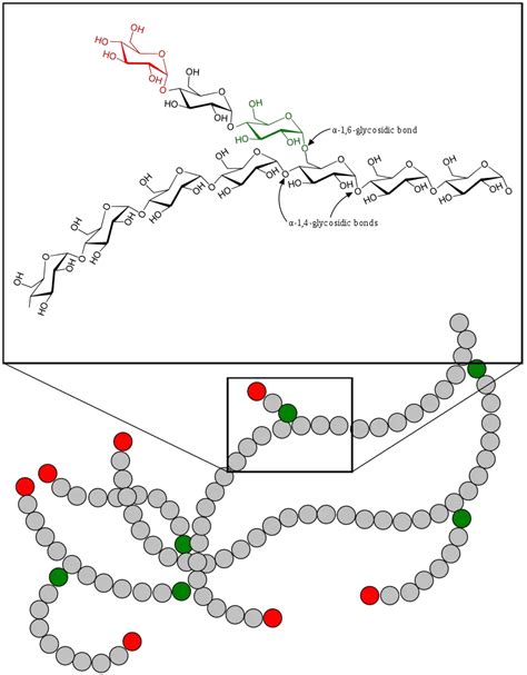 Glycogen Structure Functions Examples Biology Notes Online
