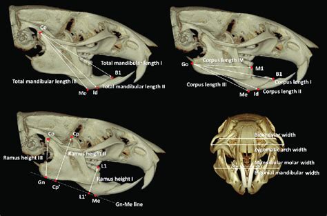 Linear Measurements On Cone Beam Computed Tomography Images Download Scientific Diagram