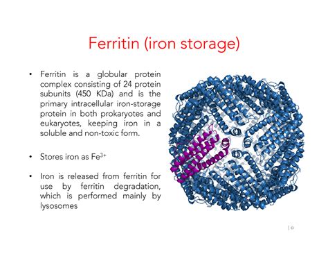 L 3 4 Bioinorganic Chem Ferritin Iron Storage Ferritin Is A