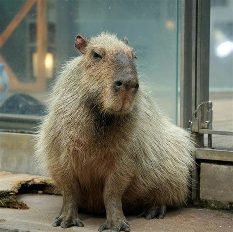 県なかがわ水遊園のカピバラ死ぬ 大水槽泳ぐ姿人気 「茶々丸」悼み献花台｜県内主要地域の話題｜下野新聞デジタルニュース｜下野新聞デジタル