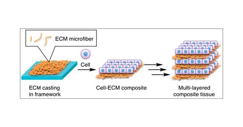 Extracellular Matrix Microfiber Papers For Constructing Multilayered 3d Composite Tissues Acs