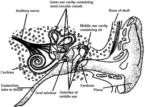 The Nervous System And Sense Organs Class Icse Questions And Answers Artofit