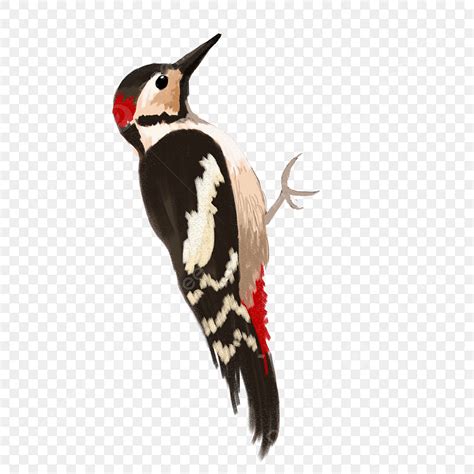 회색 크리 에이 티브 딱따구리 만화 일러스트 새 비행 회색 창조적 Png 일러스트 및 Psd 이미지 무료 다운로드 Pngtree