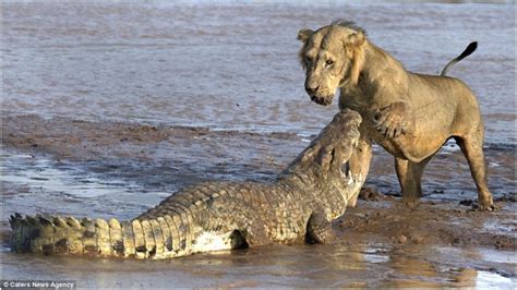 Watch Incredible Moment As A Female Lion Escapes Being Mulled By Over