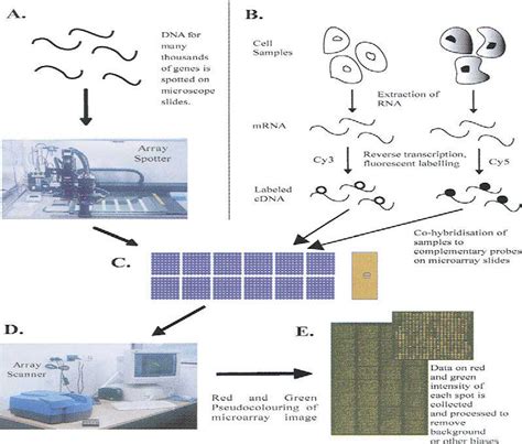 Figure 1 From Experimental Design And Analysis Of Microarray Data