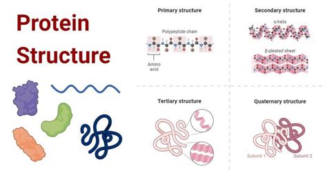 Types Of Protein Structure With Diagrams Protein Biology Protein
