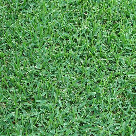Floratam St Augustine Sod Order Sod Online Delivery Avail