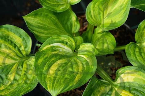 Hosta ‘william Lachman Sklep Hosta Bea