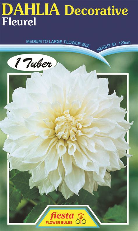 Dahlia Fleurel 1pk Springvale Garden Centre