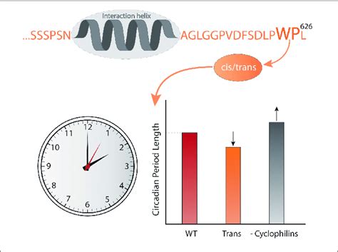 Context And Time The C Terminal Conformational Switch Flanking A