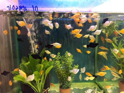 💐 10 10 10 ปลาสอด หางนกยูง บอลลูน เลี้ยงง่าย ไม่ต้องมีออกซิเจน ใส่อ่างบัวได้ 🚫ปลาไม่มีบริการส่ง🚫