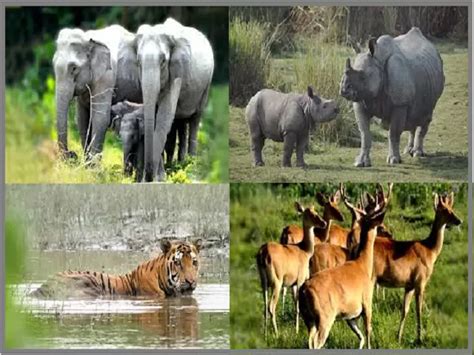 Wildlife Wonders Exploring The National Parks And Sanctuaries Of