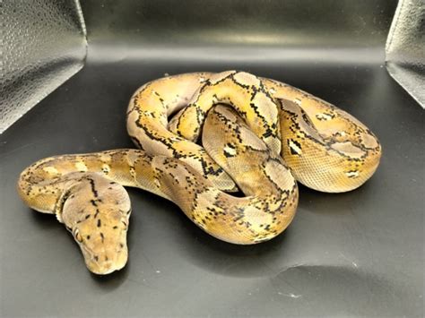 Paradox Platinum Citron Het Albino Reticulated Python By The Ivory Connection