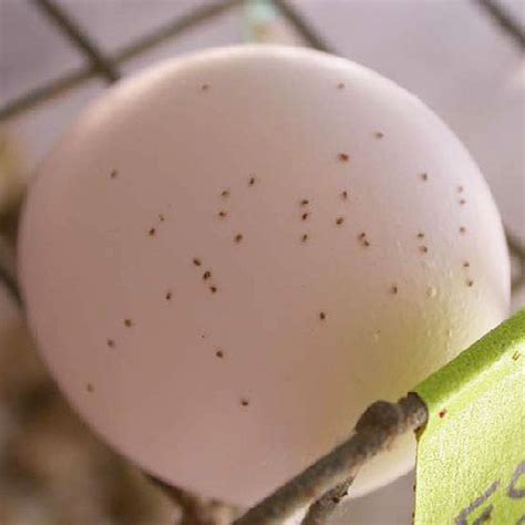 Red Mite Chickens Eggs At Lavina Flippen Blog