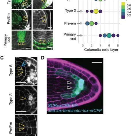 Biphasic Acquisition Of The Stem Cell Niche Organiser Function In Lr