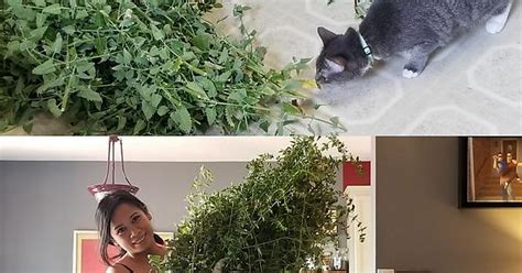 Harvested My Oregano And Catnip I Think My Cat Appreciates It Imgur