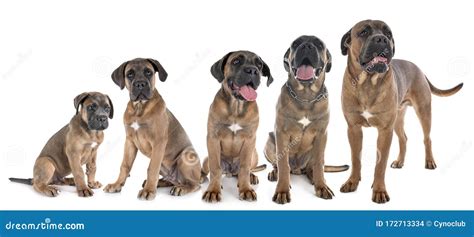 How Long Until A Cane Corso Is Full Grown