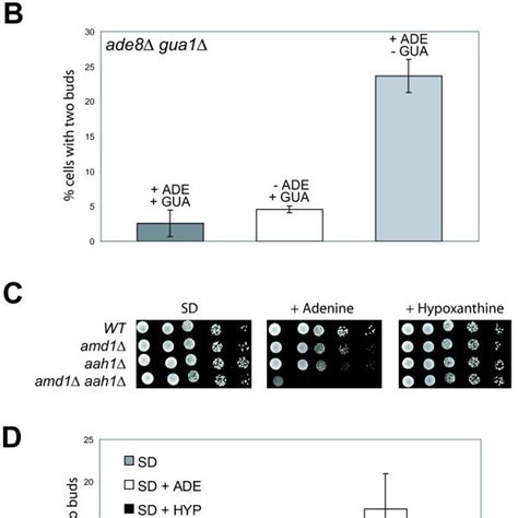 Schematic Representation Of The Purine Nucleotide Synthesis Pathway In Download Scientific