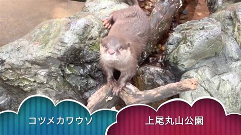 コツメカワウソ④上尾丸山公園ネギマちゃん ごろごろ ドンゴロスかわいい姿 2022 9 11水族館動物園の生き物動画埼玉