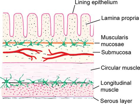 Lamina Propria Stomach