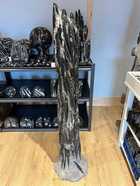 Xxl Orthoceras Statue 1410mm Finest Fossils