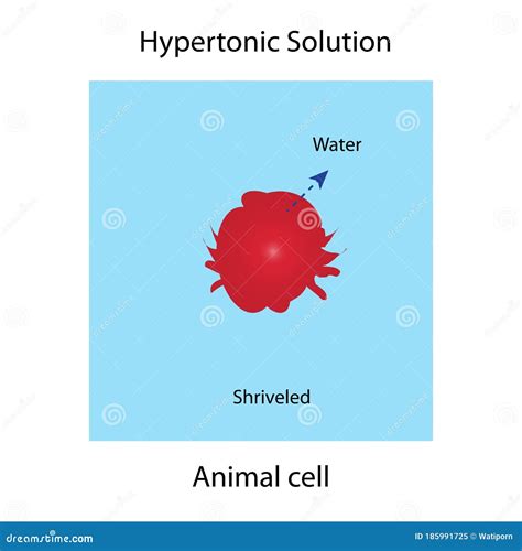 Hypertonic Solution Stock Image 185991721