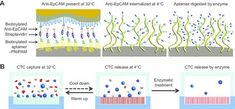 A Schematic Diagram Of The Capture And Release Of Ctcs From The