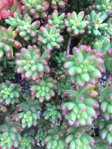 Sedum rubrotinctum - Xera Plants