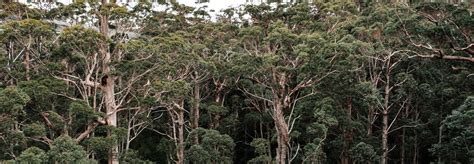 Nearly Half Replanted Trees Do Not Survive Past Five Years