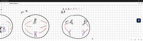 Solved Draw Picture Of One Of Your Cells From Question With Its Chromosomcs Through The Stages