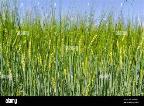 Early Summer Wheat Crop Blowing In The Breeze Traditional Green Wheat Crops Unique Natural