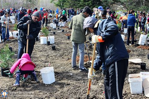 Planting Trees In Canada Sathya Sai Universe