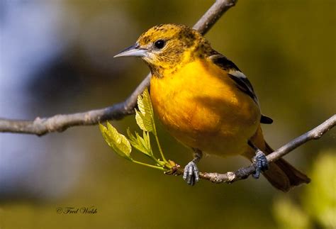 Fred Walsh Photos Baltimore Oriole Male And Female