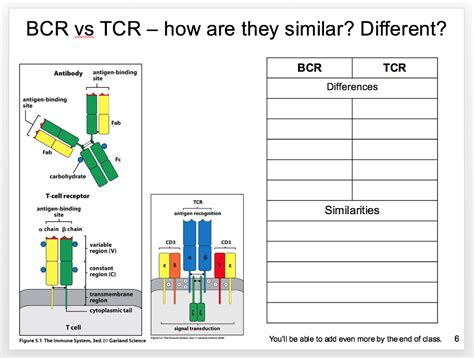 Solved Bcr Vs Tcr How Are They Similar Different Bcr