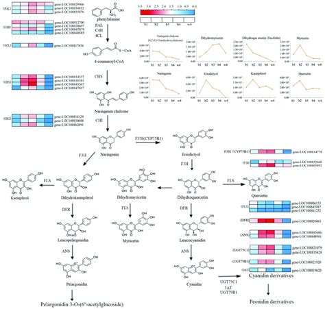 The Pathway Of Anthocyanin Biosynthesis In Black Skin Of Radish Heat Download Scientific