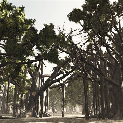 Ficus Macrophylla Dr 3d Models Dinoraul