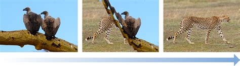 Create Custom Viewcontroller Transition Styles Using Core Image Transition Filters By Onur