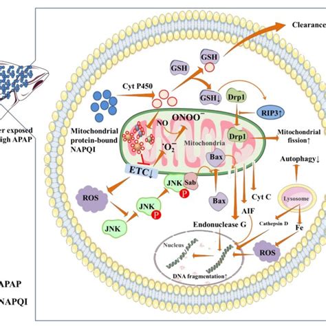 Mechanism Of APAP Induced Acute Liver Injury In An Acute Overdose Or Download Scientific
